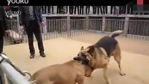 外国比特犬不敌中国狼狗,被狼狗咬得奄奄一息