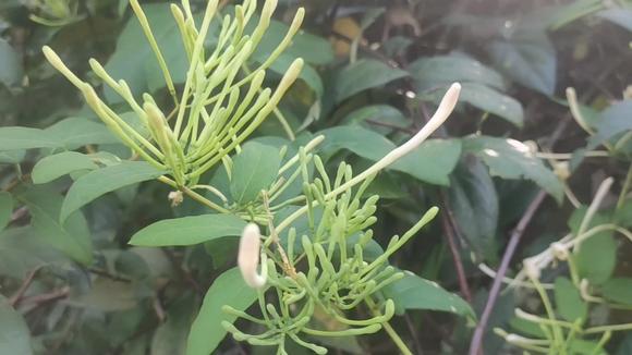 最新临床证实,这种植物可制新冠病毒的复制,加速患者好转!