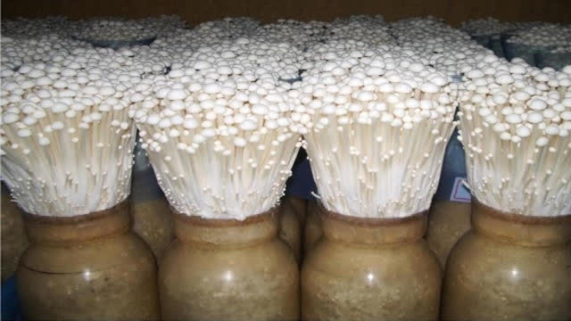 为何金针菇生长如此速度?看完种植过程,总算可以放心吃了