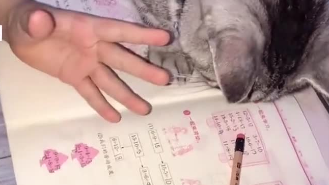 河北一小学生算术题请猫咪帮忙,猫爪沦为计算工具,一旁老妈笑喷