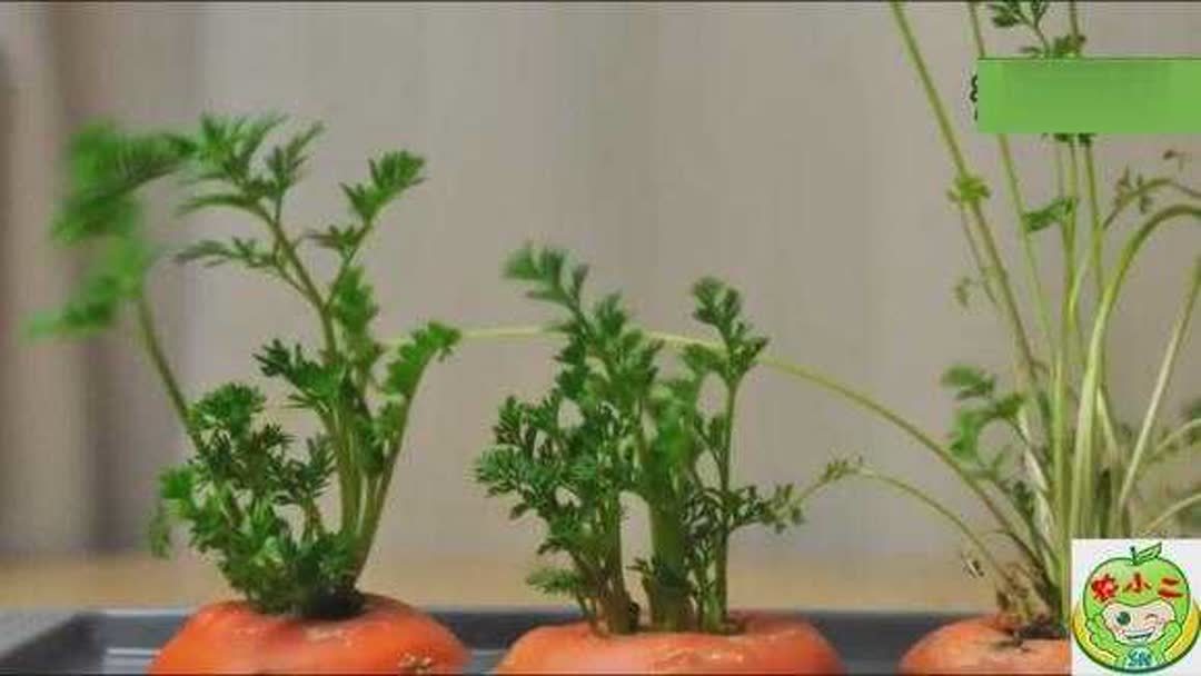 让你快速观察盆栽作物的生长过程