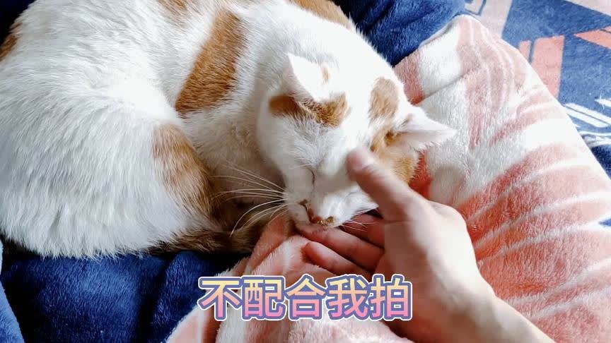 15斤橘猫肥咪被主人嫌弃不注意形象,亲自给出整改计划