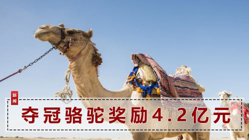 沙特骆驼为选美整容,官方直接禁赛,网友:单身久了看骆驼都清秀