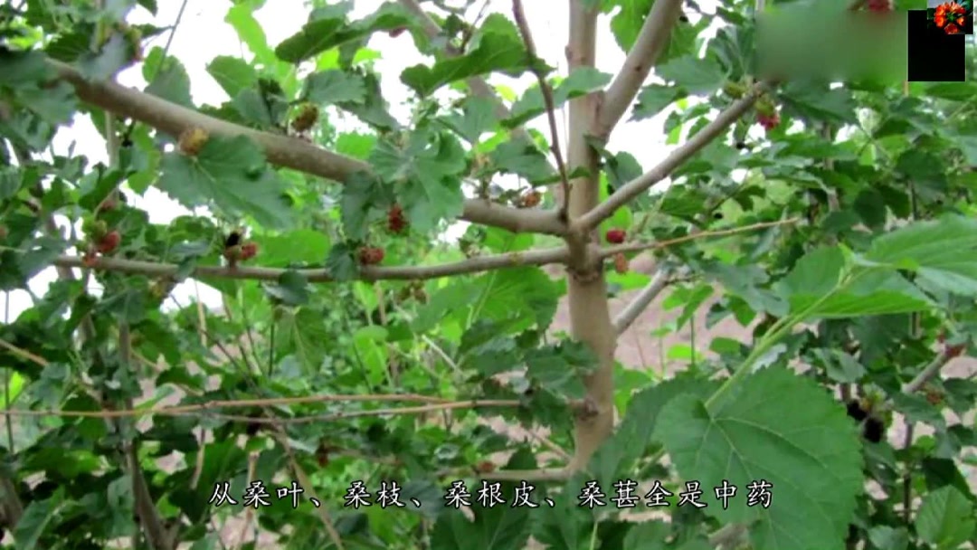 它是蚕的食物,人吃了也有保健效果,对脱发白发有效果!