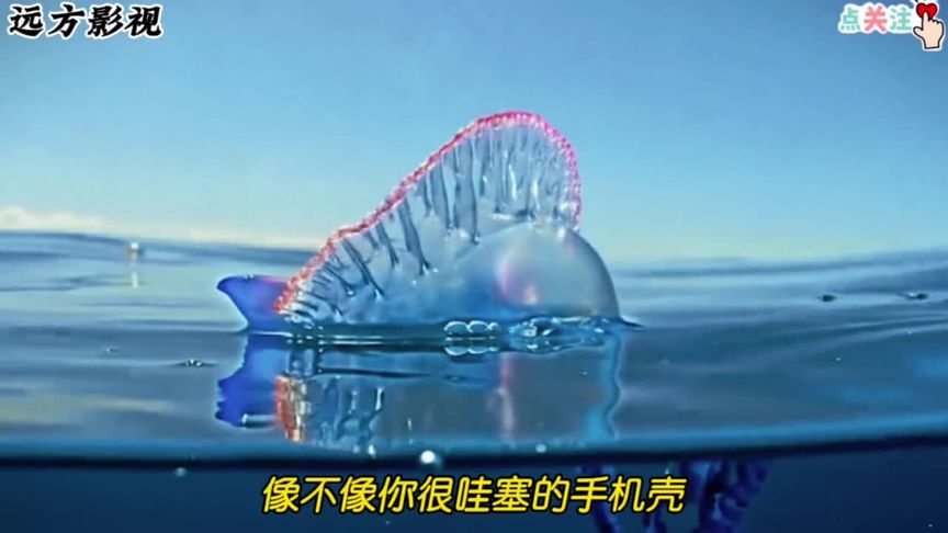海底世界有多少高手我都想搬家了#海底世界 #海洋生物 #影视解说