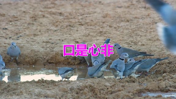 《口是心非》《我没有骗你》《该死的温柔》《咱当兵的人》《梦醒