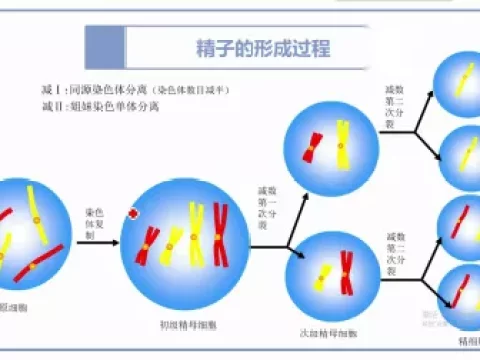 高中生物必修2遗传与进化2.1减数分裂和受精作用