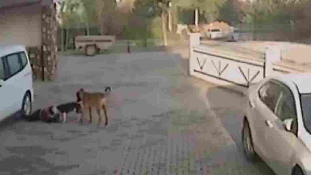 心疼,小女孩在去放学路上被流浪狗撕咬,