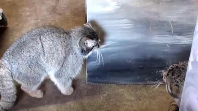 世界上最凶悍的猫排行榜,五大最凶悍的猫品种!