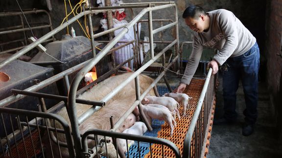 养25头母猪一年产500头小猪,70后养猪大叔说今年净收入超50万