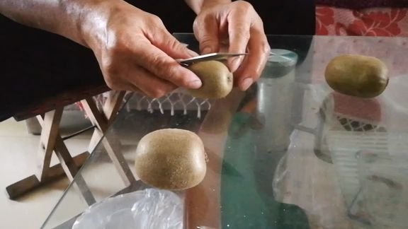 到了吃猕猴桃的季节了,好吃皮不好剥,看老高怎么快速剥皮?