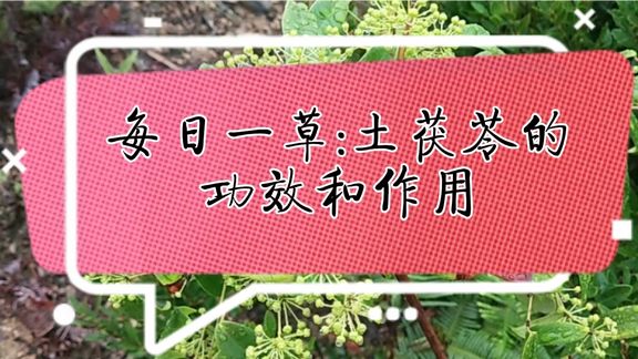 每日一草(土茯苓)的功效和作用