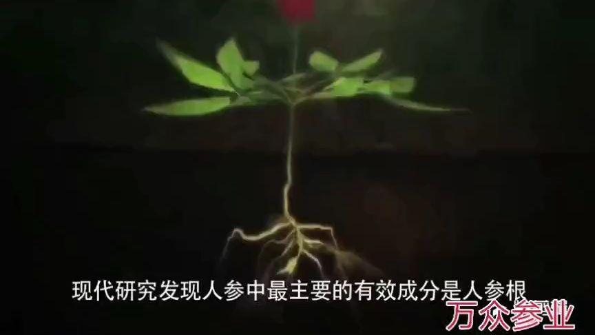 万众人参红参功效