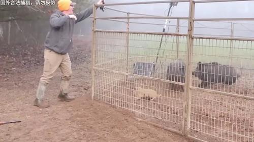 农场主设置陷阱捕捉野猪,一次竟收获几十头