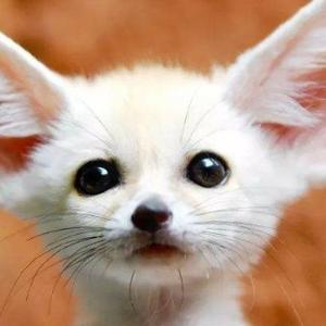 影视一哥小相公 