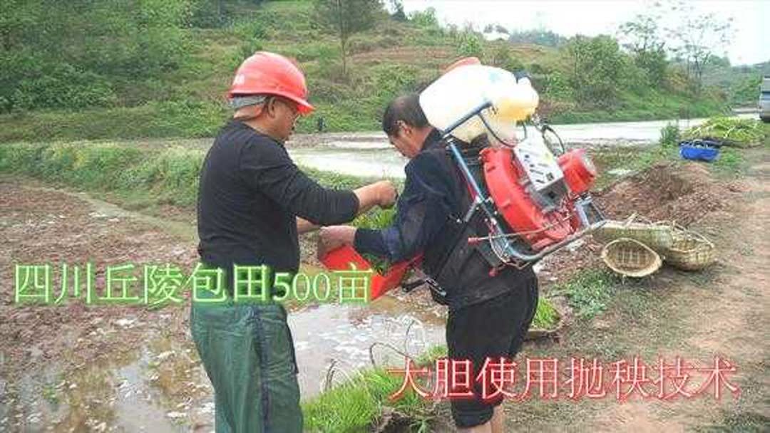 四川大哥包田500亩,大胆用抛秧技术种水稻,一般人没这个胆