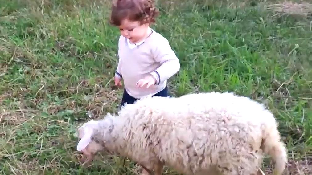 宝宝模仿小羊,不料羊脾气一下就上来了,接下来宝宝悲剧了