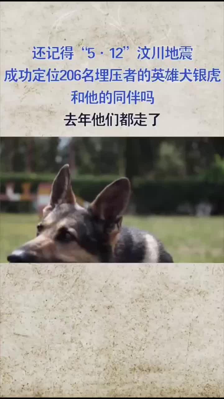 5.12的抗震救灾英雄犬,银虎和他的伙伴们(成功定位206名埋压者)虽然...