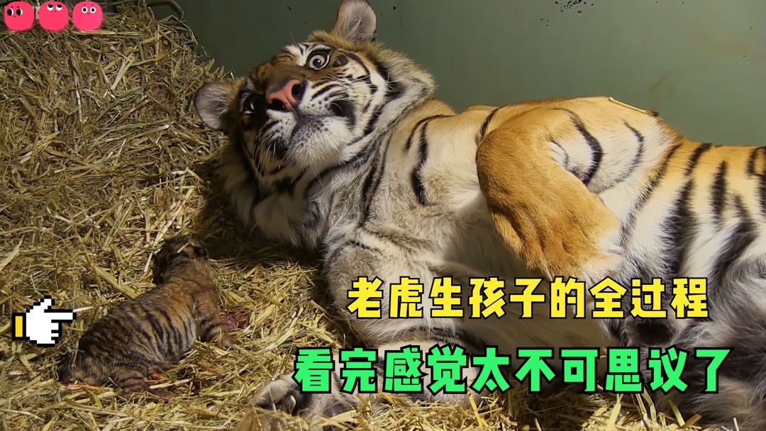 老虎生孩子的全过程,过程十分顺利,但还是让人十分的紧张