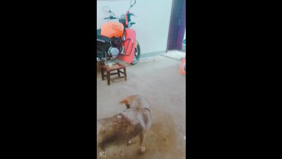 会咬的逗ߐ�(搞笑视频)