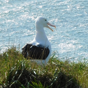 鱼豆酱的观鸟屋 