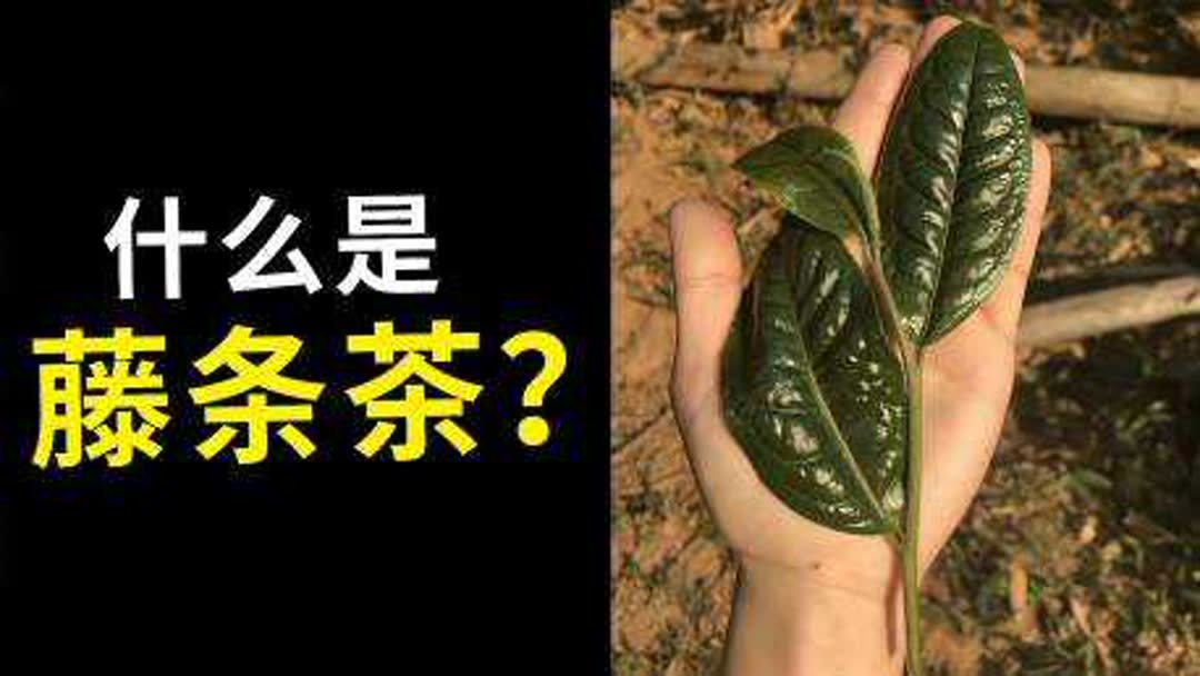 昔归忙麓山藤条茶是树种吗?藤条茶指的是什么?