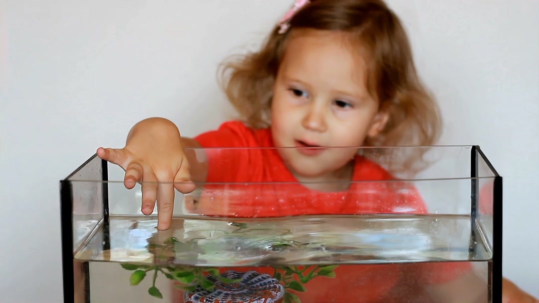 龟缸养乌龟怎么养