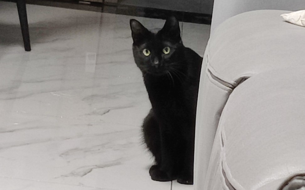 猫咪信任度测试(被迫尝试)
