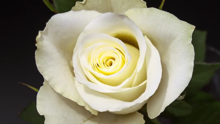 延时摄影下,玫瑰花枯萎过程居然这么魔性!