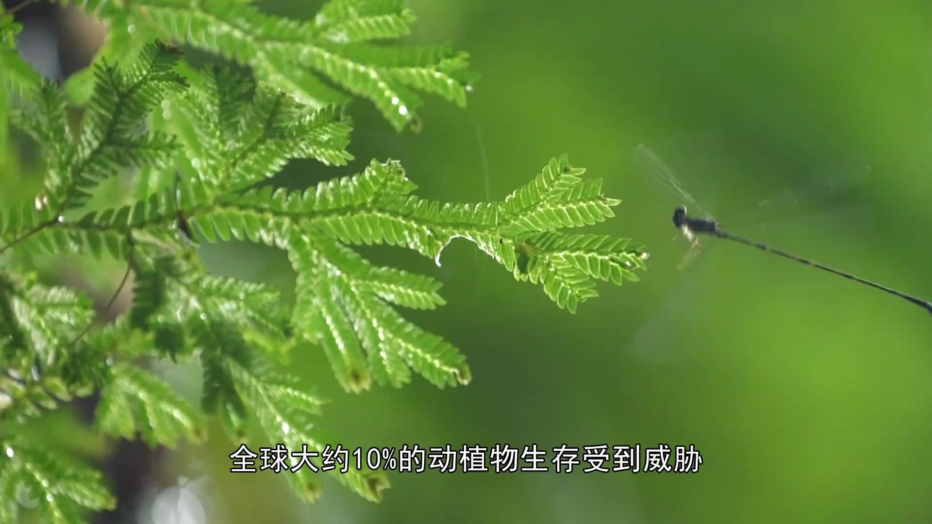 生态环境部发布2020年国际生物多样性日宣传片