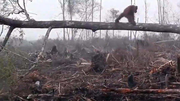 砍伐森林现场,猩猩挥拳极力反抗,换来的只有人们的冷漠