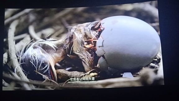 生命的在这里开始了