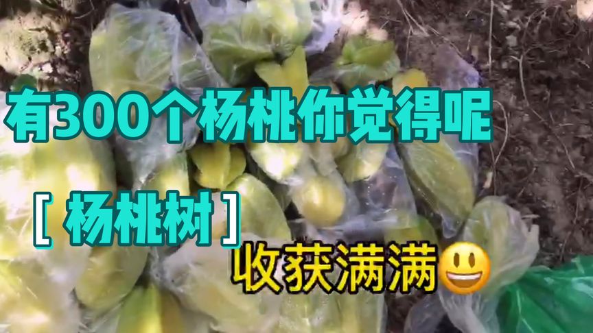 一棵杨桃树长了300个杨桃你见过吗