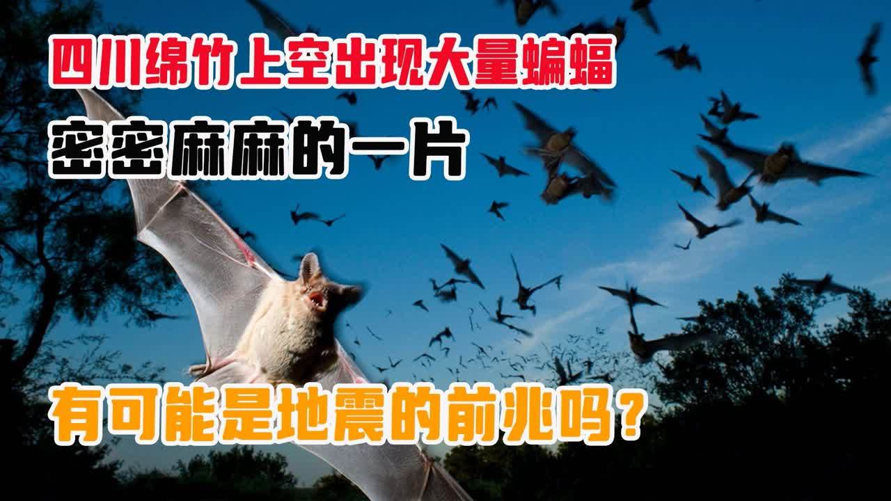 四川绵竹上空出现大量蝙蝠,密密麻麻的,有可能是地震的前兆吗?