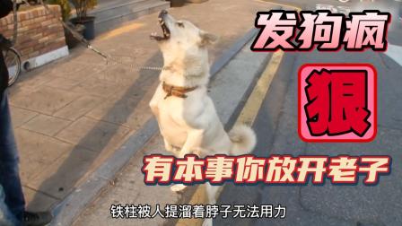 主人一个无心之举被狗狗疯狂撕咬一个月,就连专家也束手无策