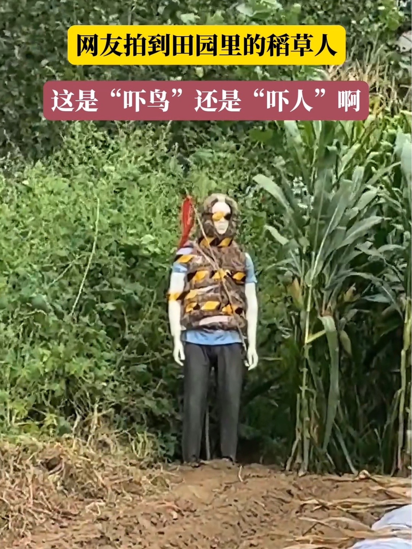 网友拍到田园里的稻草人,这是为了"吓鸟"还是"吓人"啊