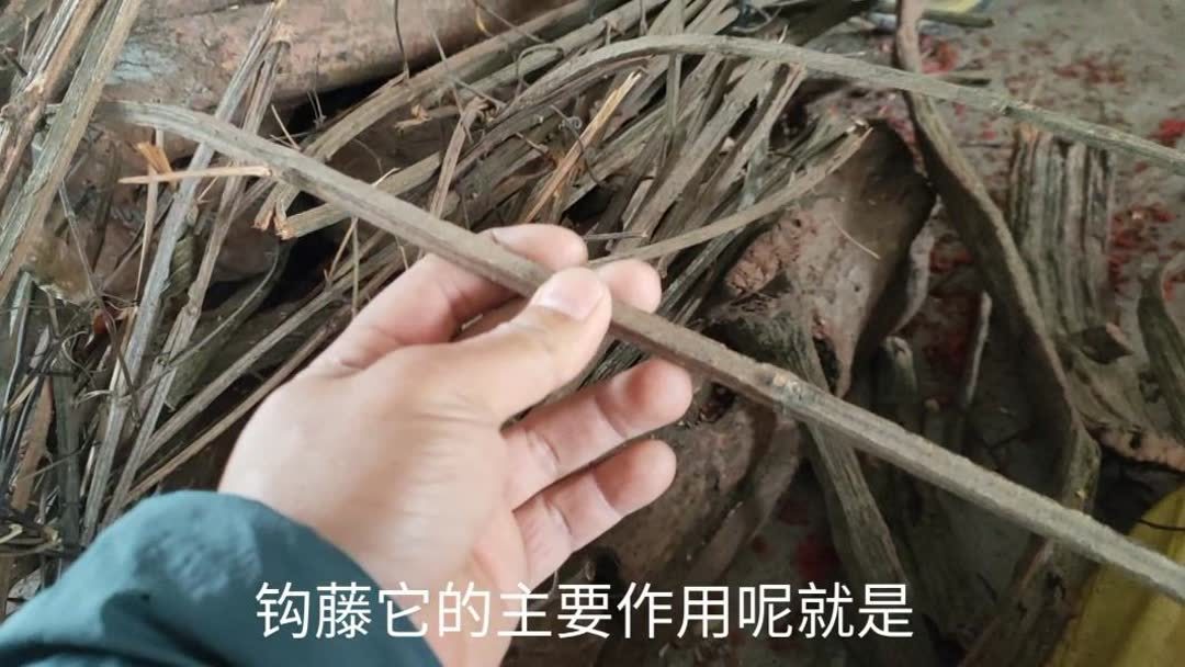 几天不看,砍回来的钩藤已经干了。大叔赶紧处理好保存起来