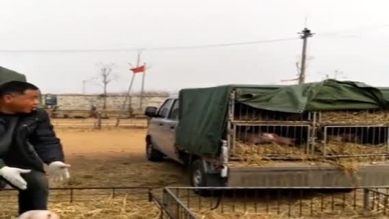 雷总说得没错!思维变了猪也会飞!