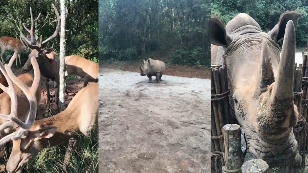 动物总动员:河马在和你们打招呼那,你们不喜欢吗?