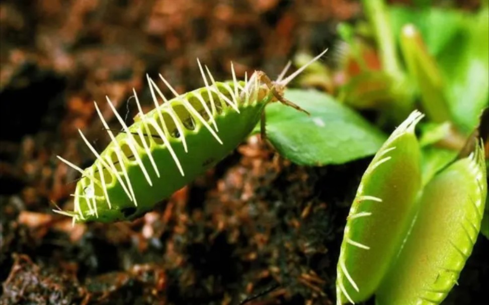 食肉动物“不可思议”捕猎技巧