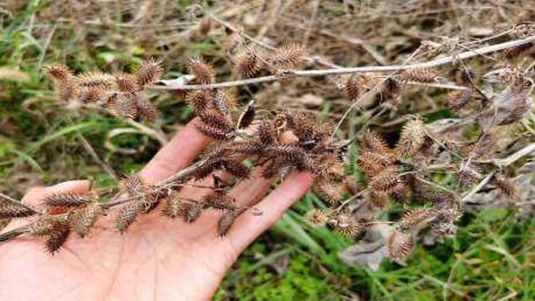 "苍耳子"常见荒野农田,它有着不少的用途,大家了解多少呢?