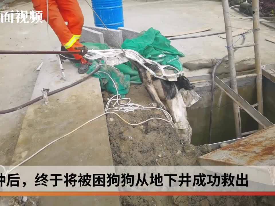狗狗掉进地下井 消防成功营救