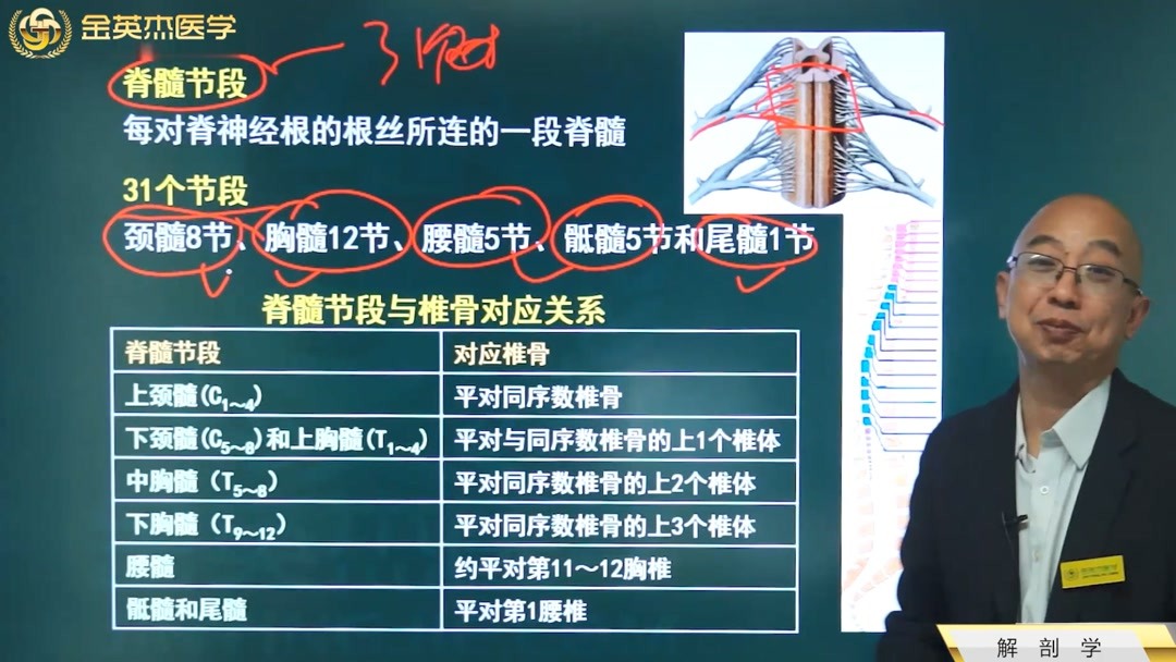 中枢神经系统:脊髓的位置、外形、脊髓节段,脊髓节段与椎骨关系