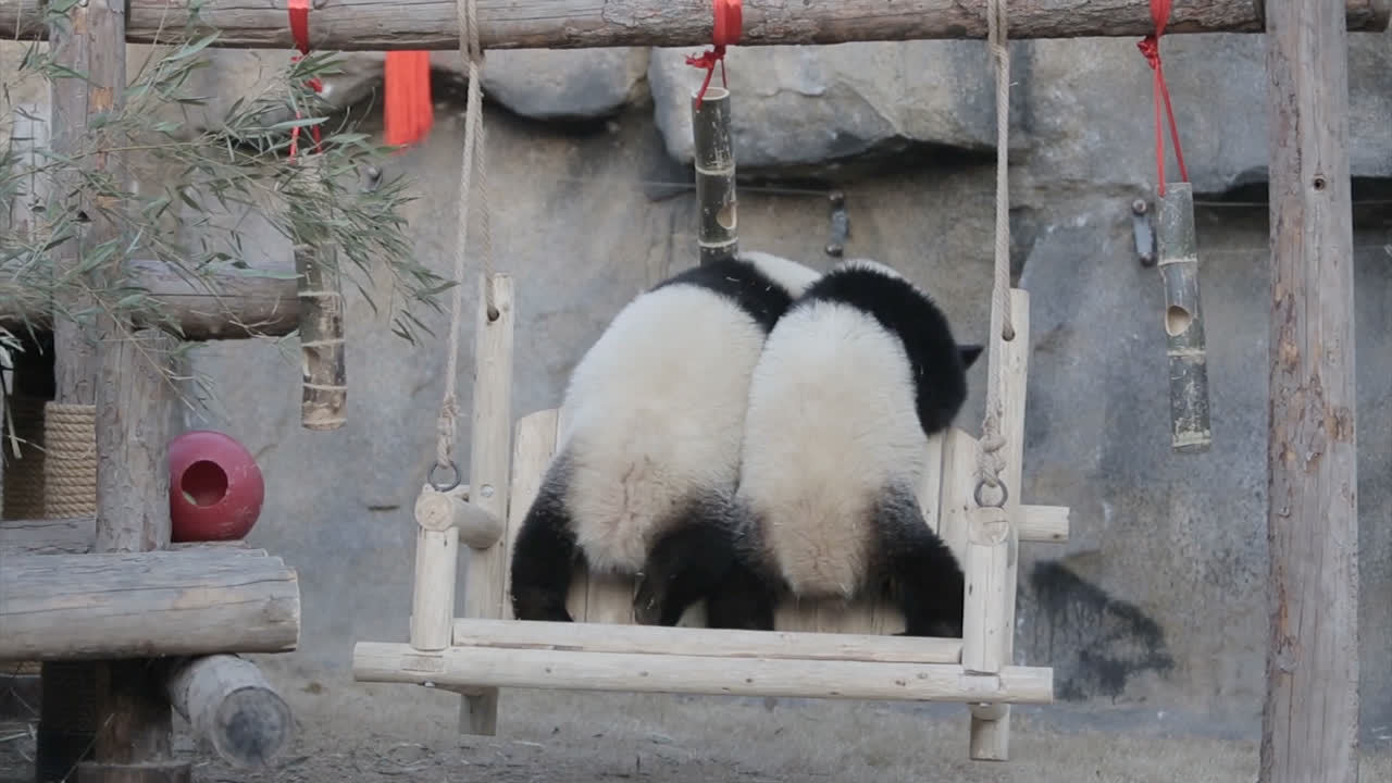 当熊猫也跳起了海草海草魔性舞蹈...