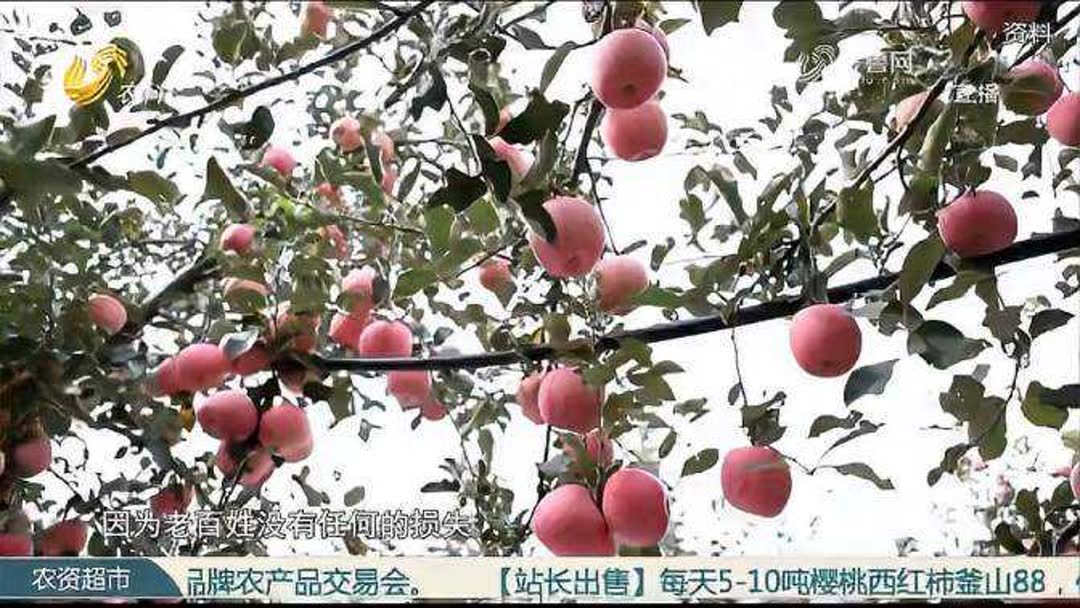 山东种业集团:推广苹果标准化生产模式,助力"沂源红"红上加红