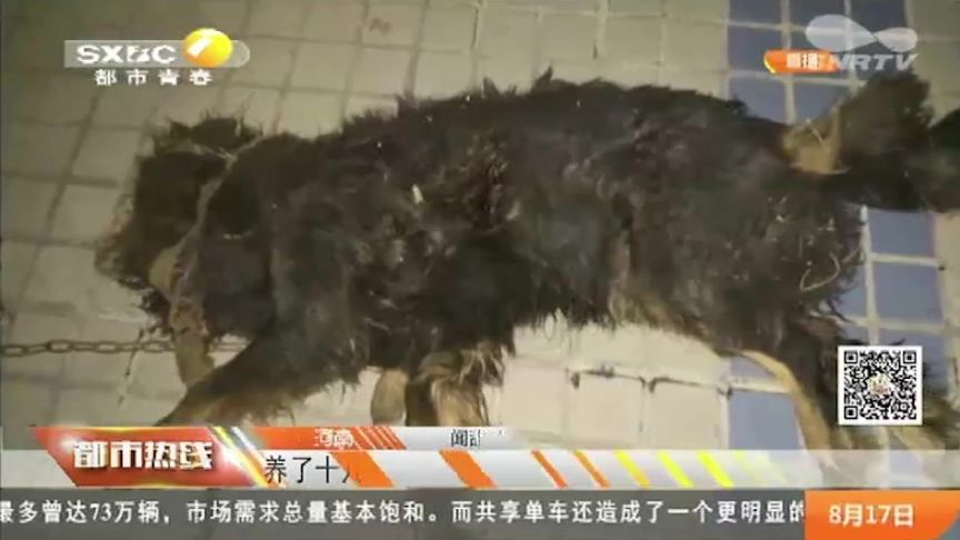 养了十几年的藏獒连续伤人,狗主人无奈报警,请求民警将其击毙