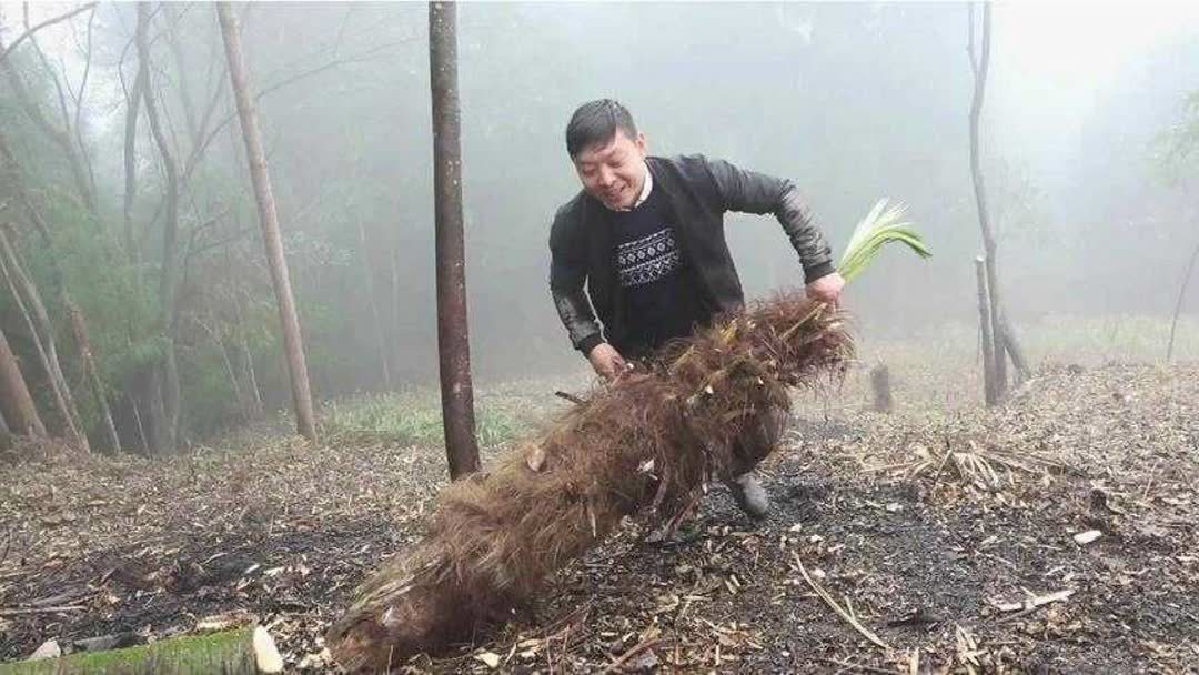 棕树也可以吃?农村小伙砍一棵回家直接用腊肉炒,美味又下饭