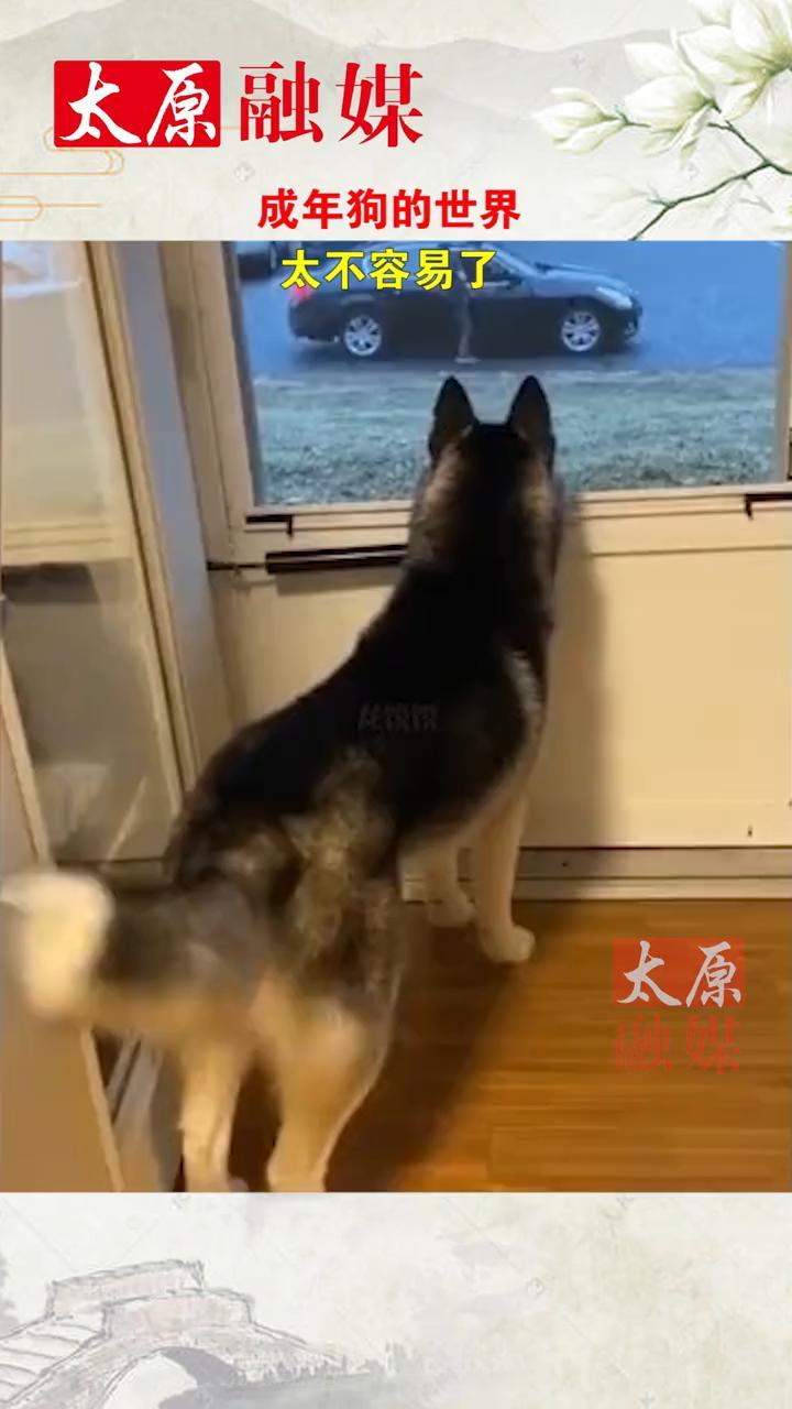 成年狗的世界,太不容易了#这狗成精了 #狗子日常 #搞笑视频 @皮皮虾萌宠集锦