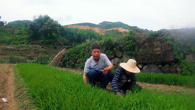 5斤的杂交水稻种,经过30天的成长,绿油油的越看越喜欢人