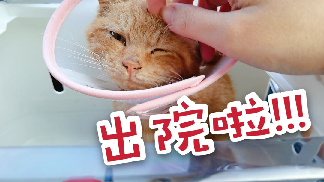 被狗咬伤的流浪猫出院啦!小猫咪大难不死必有后福